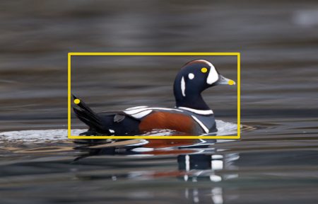 Cornell Tech - What’s That Bird? Computers Can Now ID Hundreds of Species