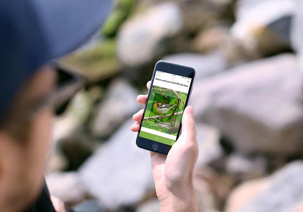 Cornell Tech - Merlin Bird Photo ID Mobile App Launches