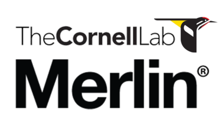 Merlin Bird Photo ID - Cornell Tech