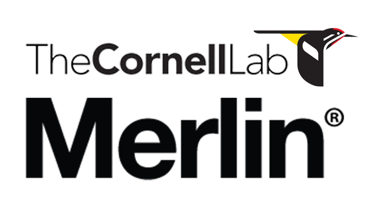 Merlin Bird Photo ID - Cornell Tech
